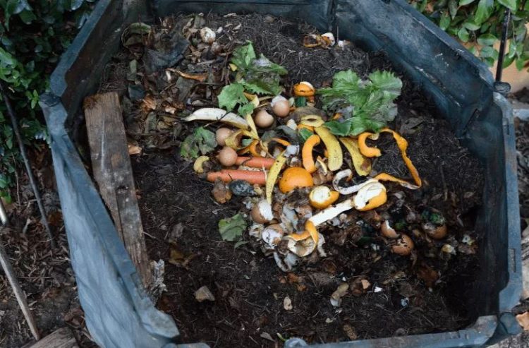 Composting Basics For Beginners – The Backyard Buddies.