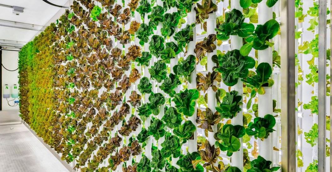 The Backyard Buddies. – The Backyard Buddies